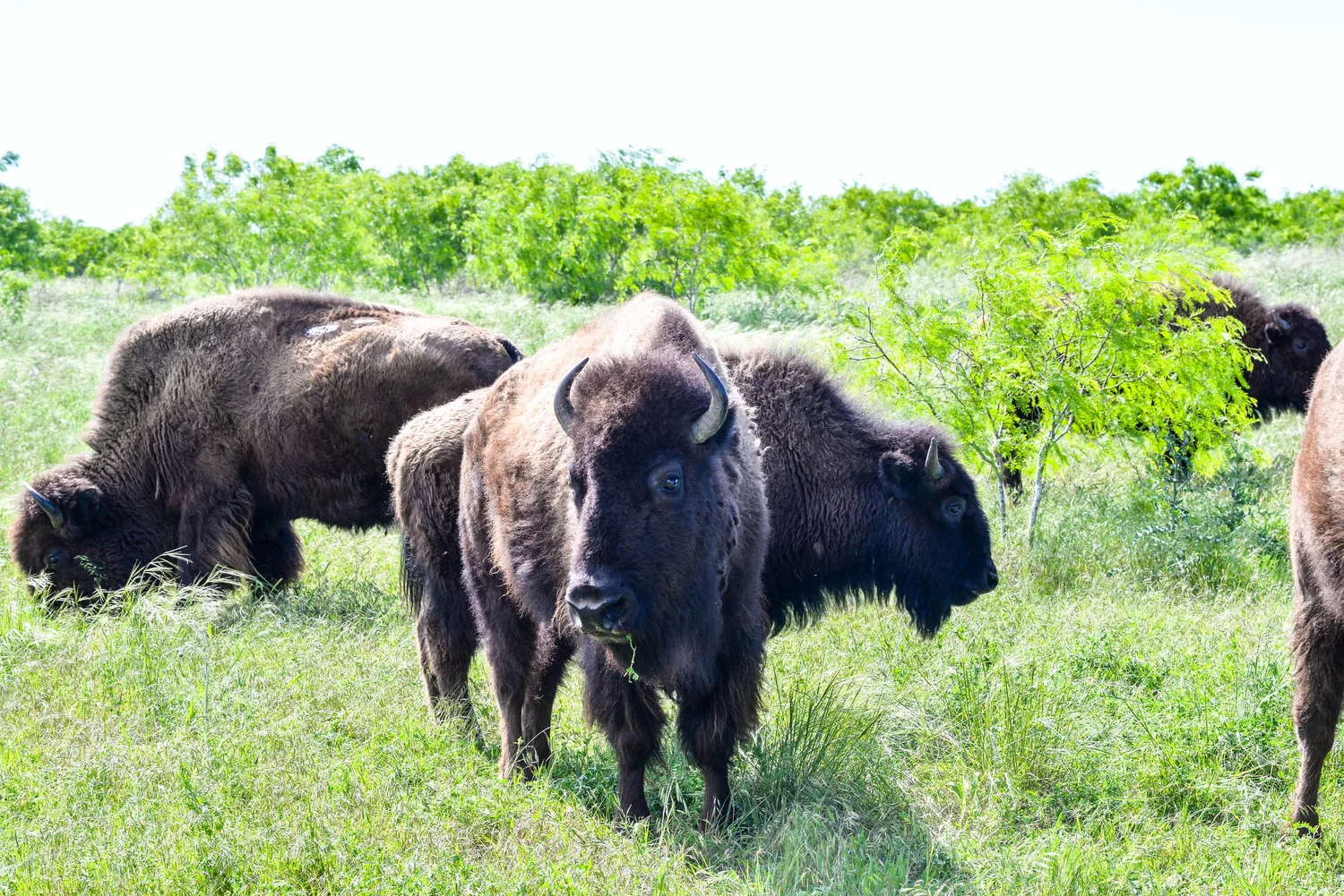 Did you know these 6 facts about the Buffalo? — TANKA FUND