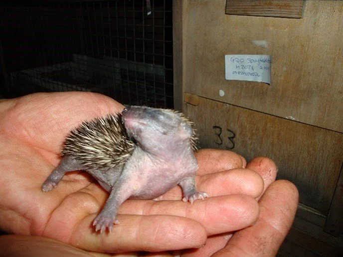 Hedgehog Care — Jersey Hedgehog Preservation Group