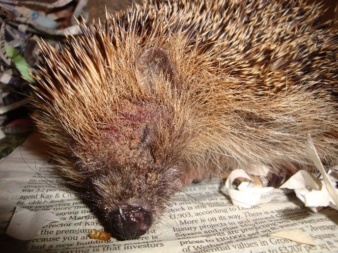 Hedgehog Care — Jersey Hedgehog Preservation Group