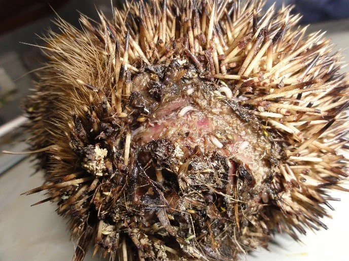 Hedgehog Care — Jersey Hedgehog Preservation Group