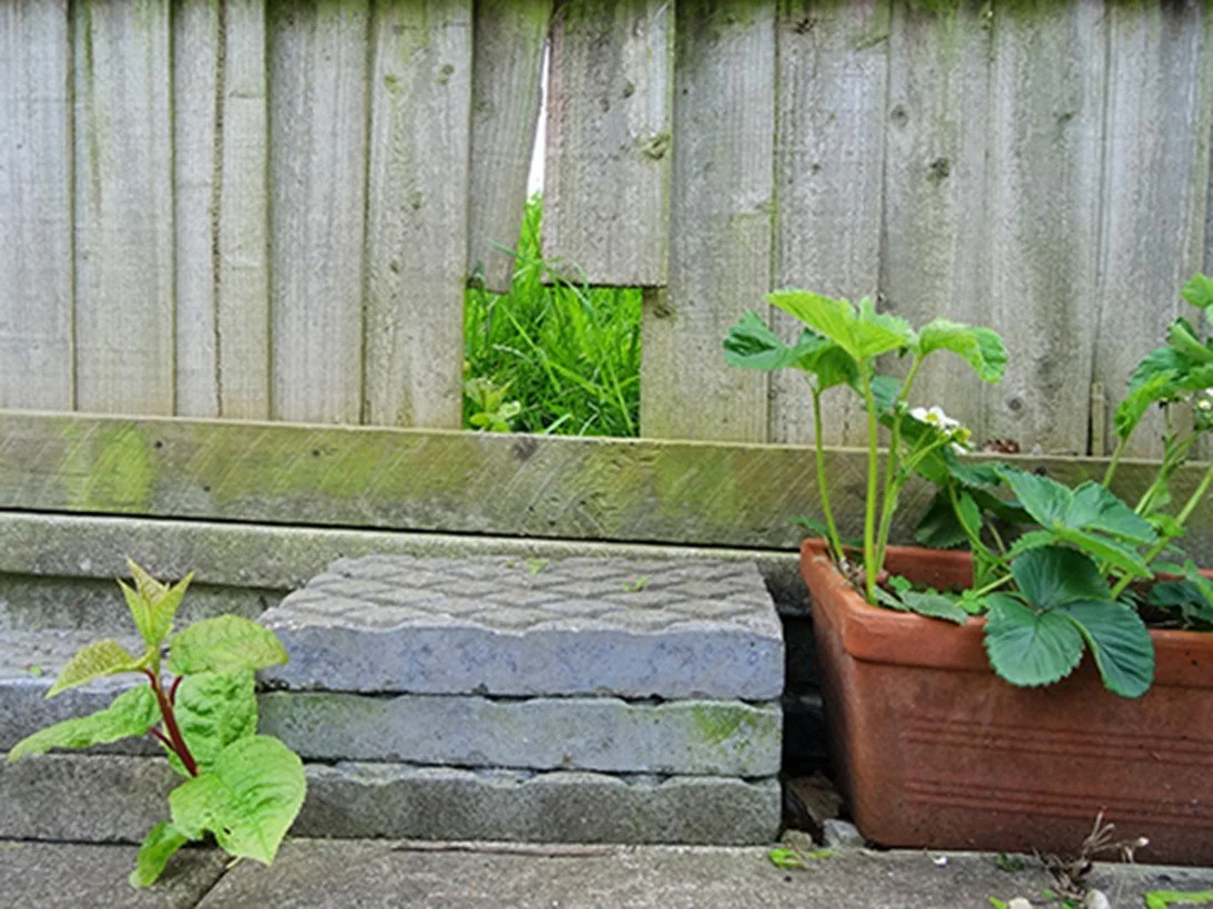 Hedgehog-friendly Gardens — Jersey Hedgehog Preservation Group