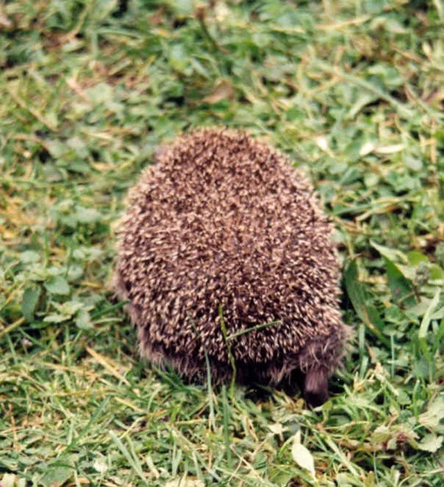 About 1 — Jersey Hedgehog Preservation Group