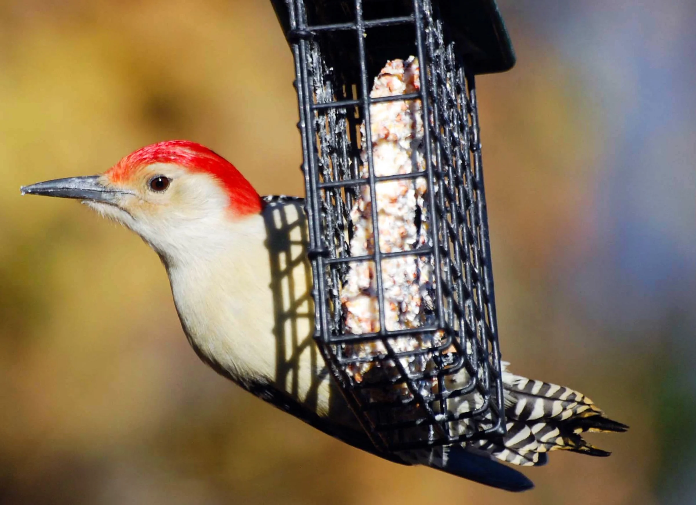 WHAT WE DO — ALABAMA AUDUBON