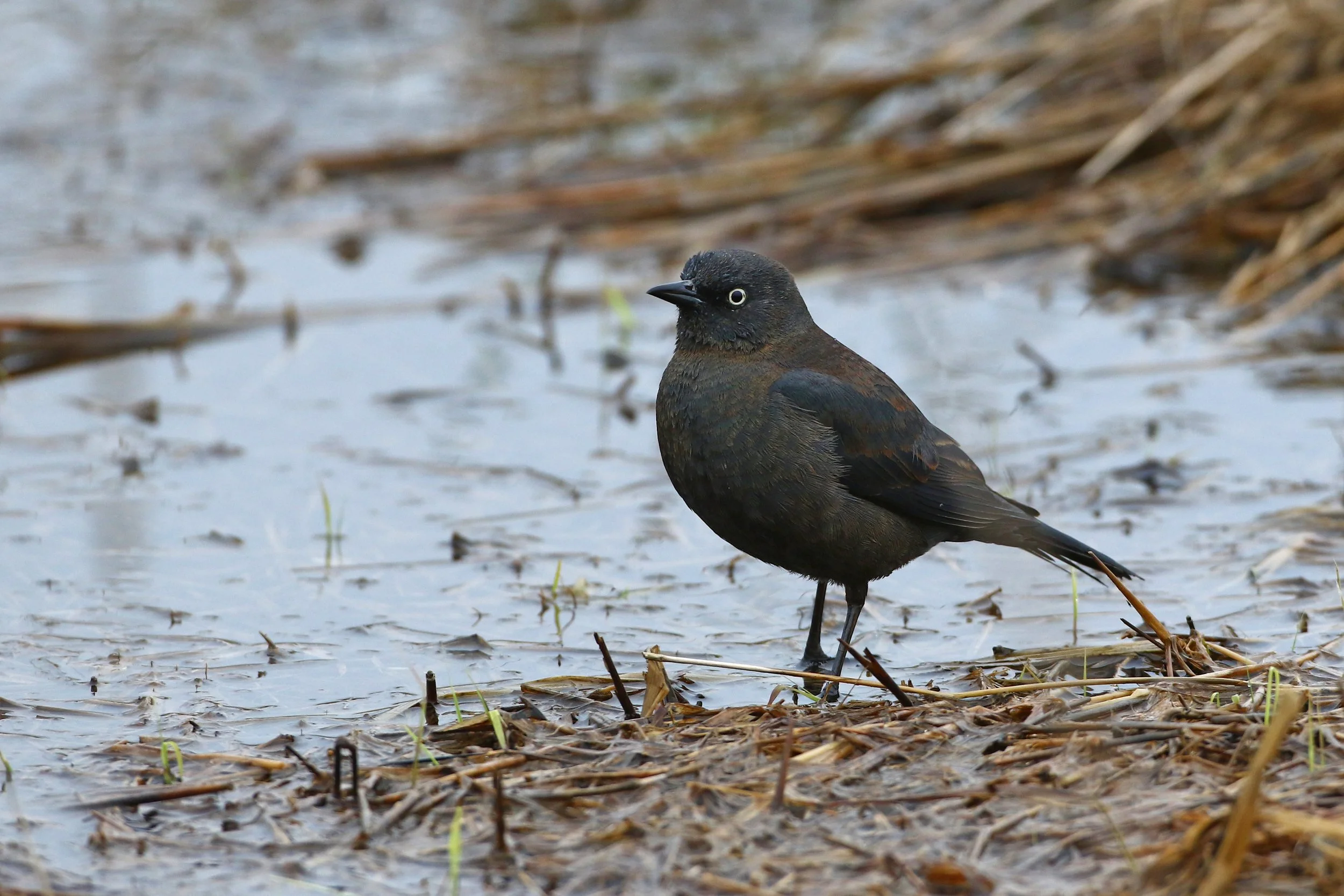 Event Calendar — ALABAMA AUDUBON