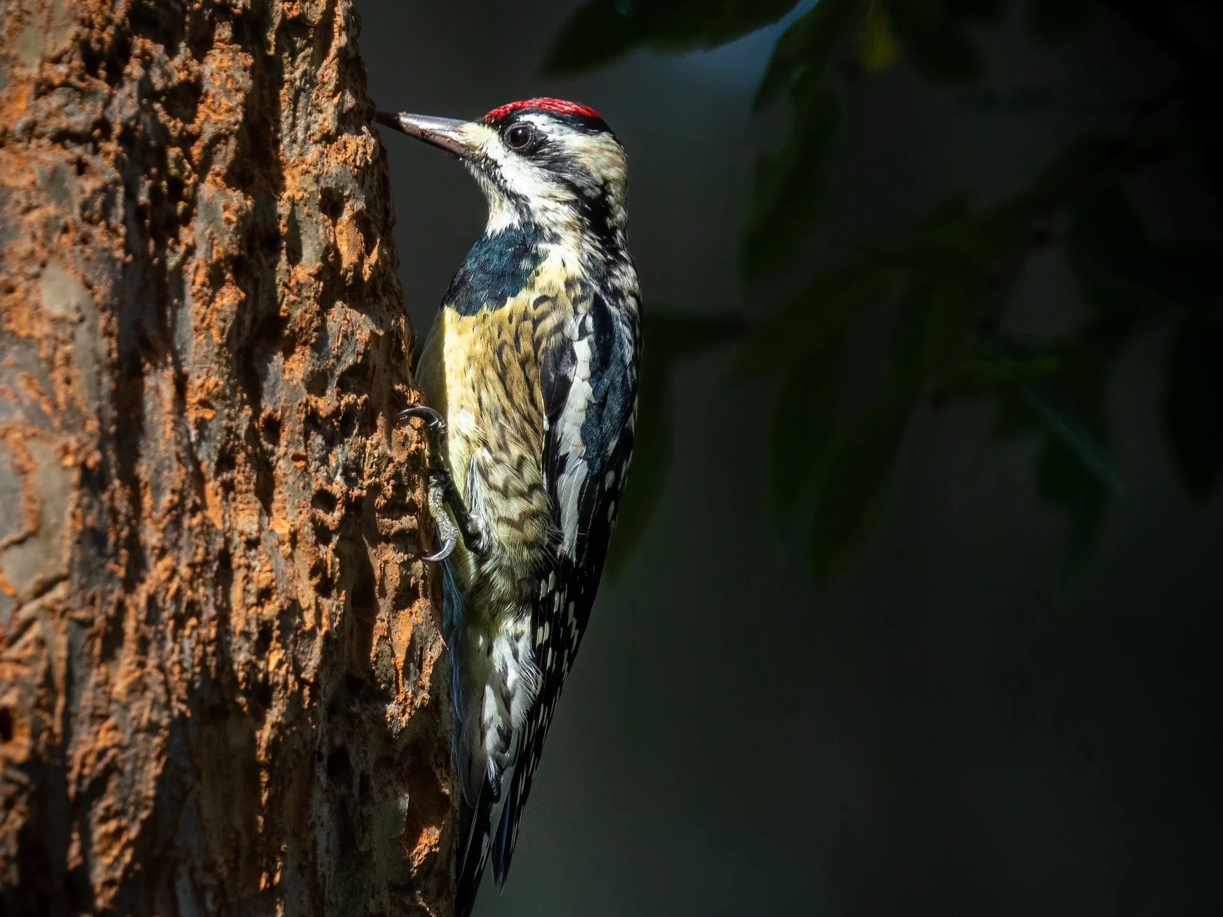 Event Calendar — ALABAMA AUDUBON