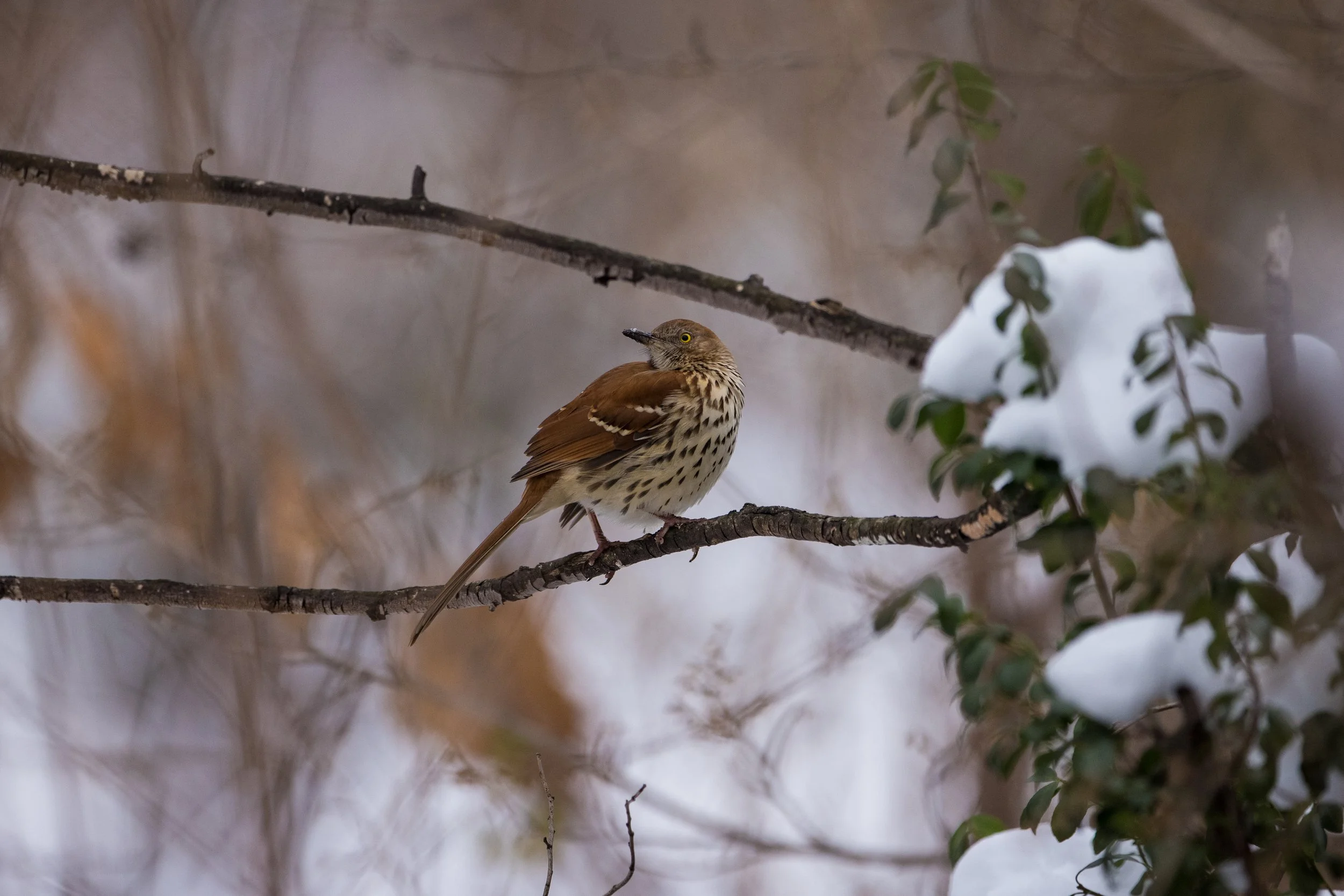 Event Calendar — ALABAMA AUDUBON