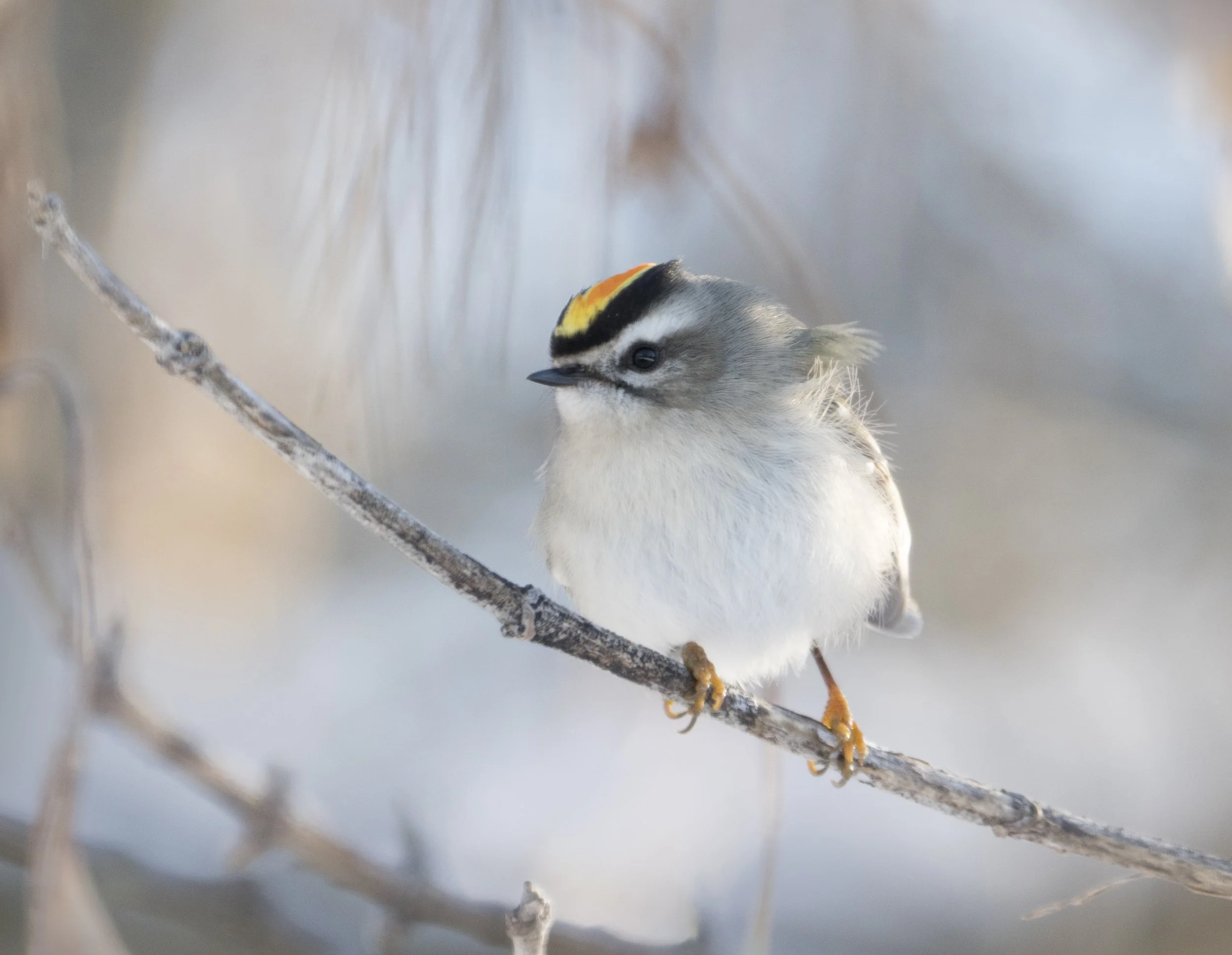 Event Calendar — ALABAMA AUDUBON