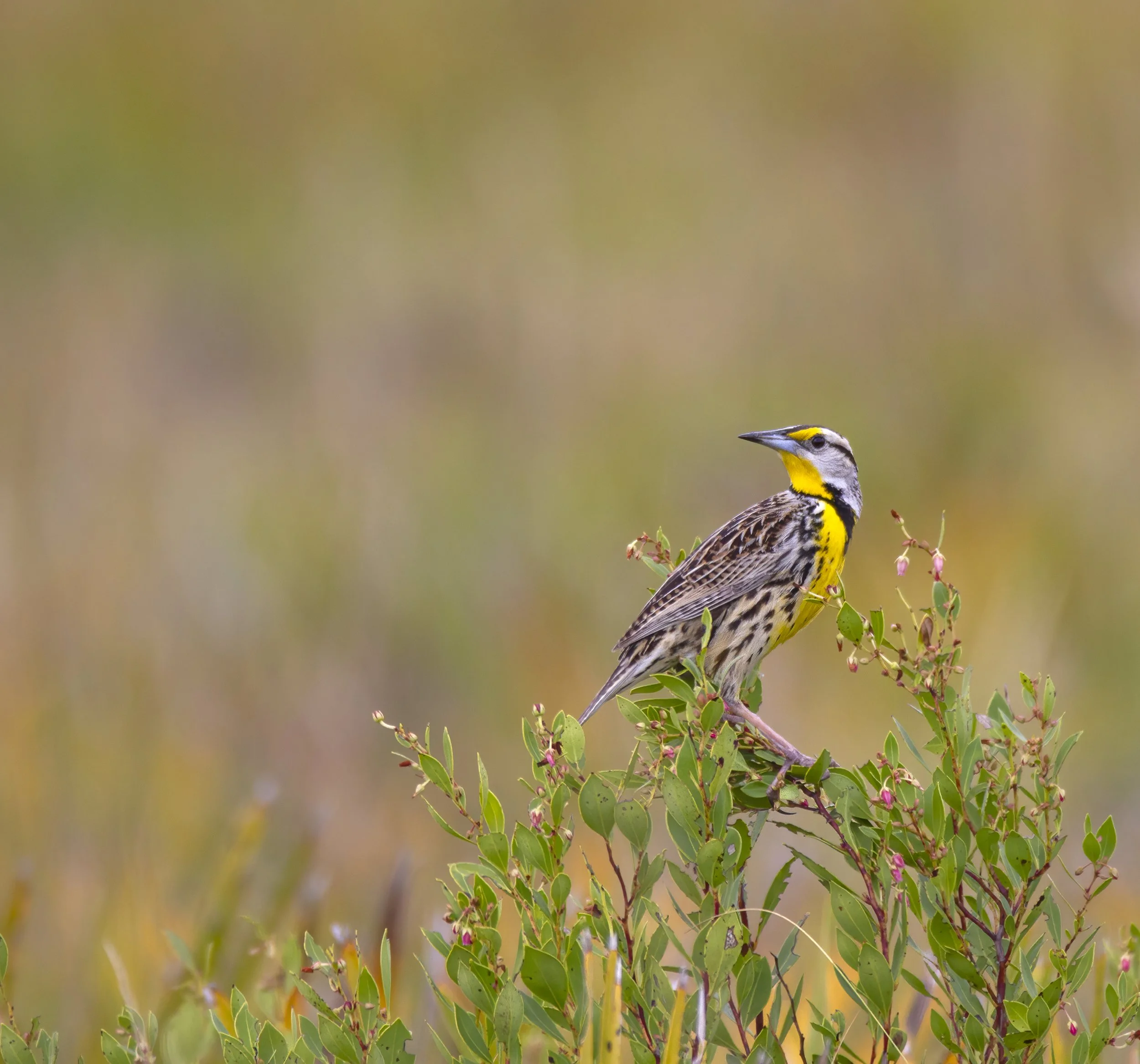 WINTER BIRDING IN THE BLACK BELT — ALABAMA AUDUBON