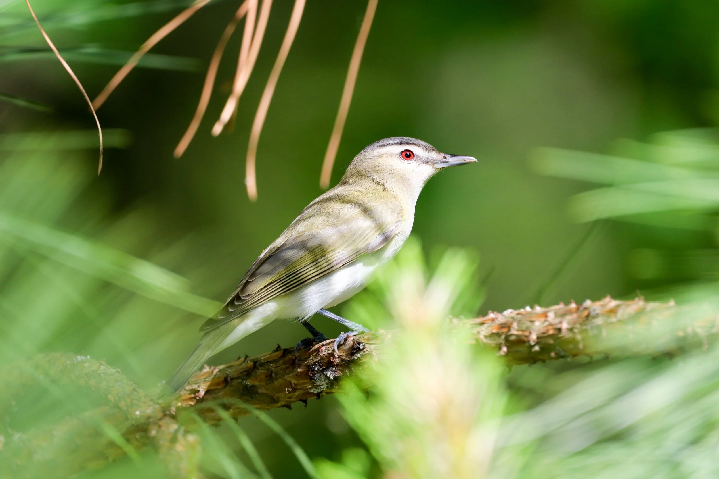 Event Calendar — ALABAMA AUDUBON