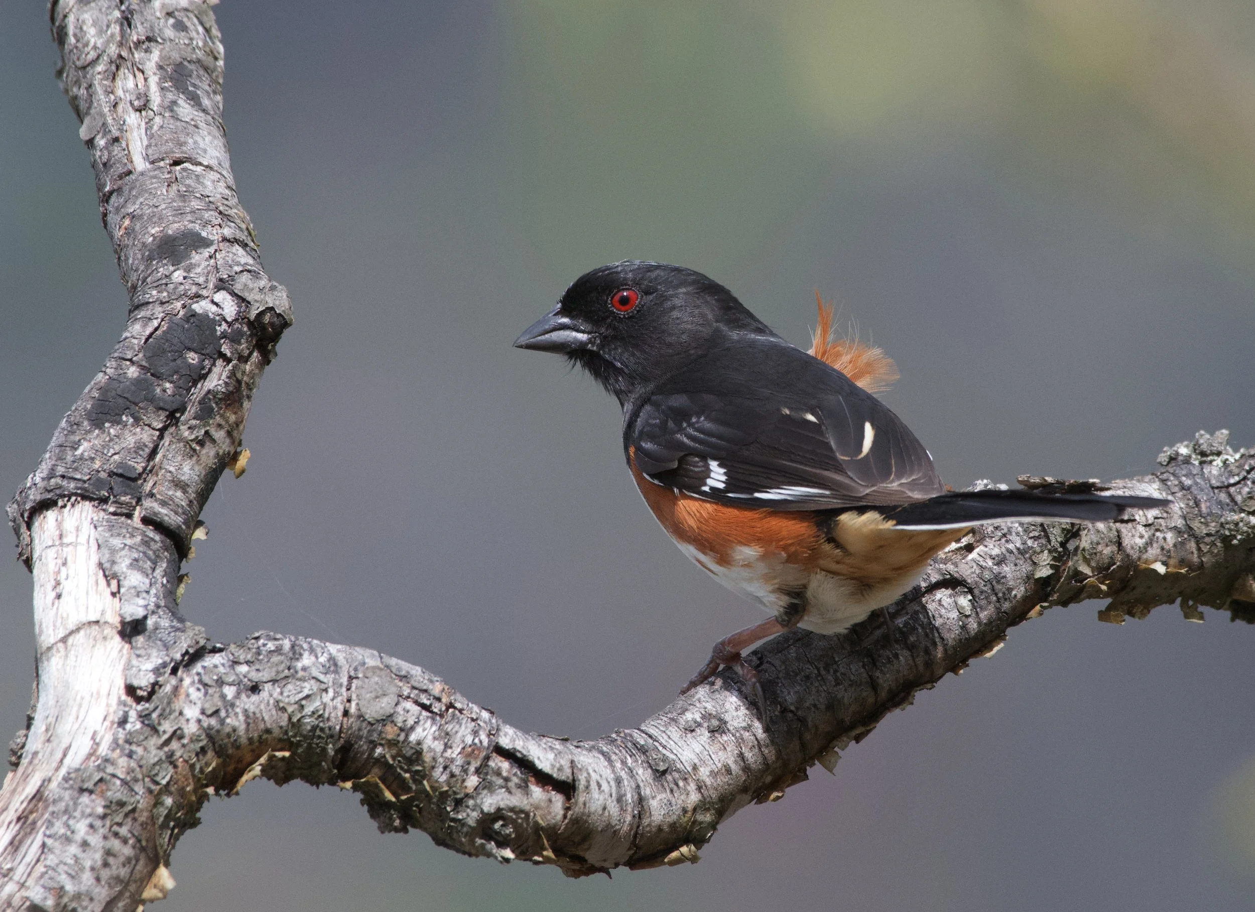 NATURE@NOON / TURKEY CREEK — ALABAMA AUDUBON