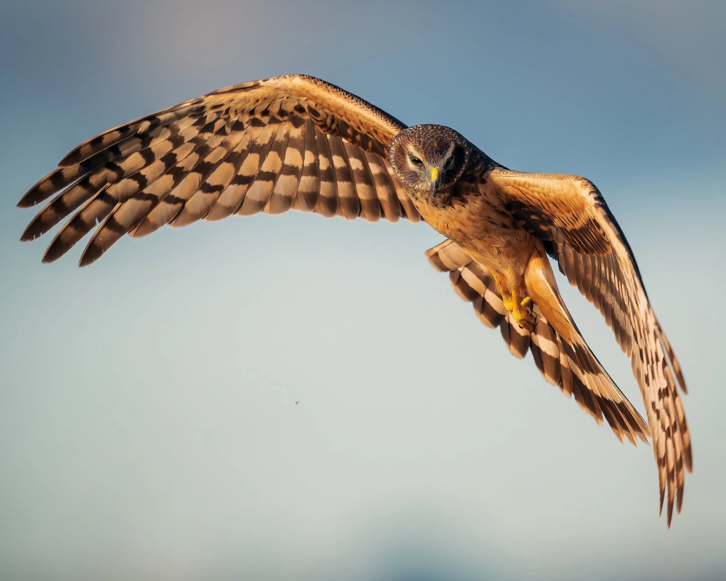 Event Calendar — ALABAMA AUDUBON