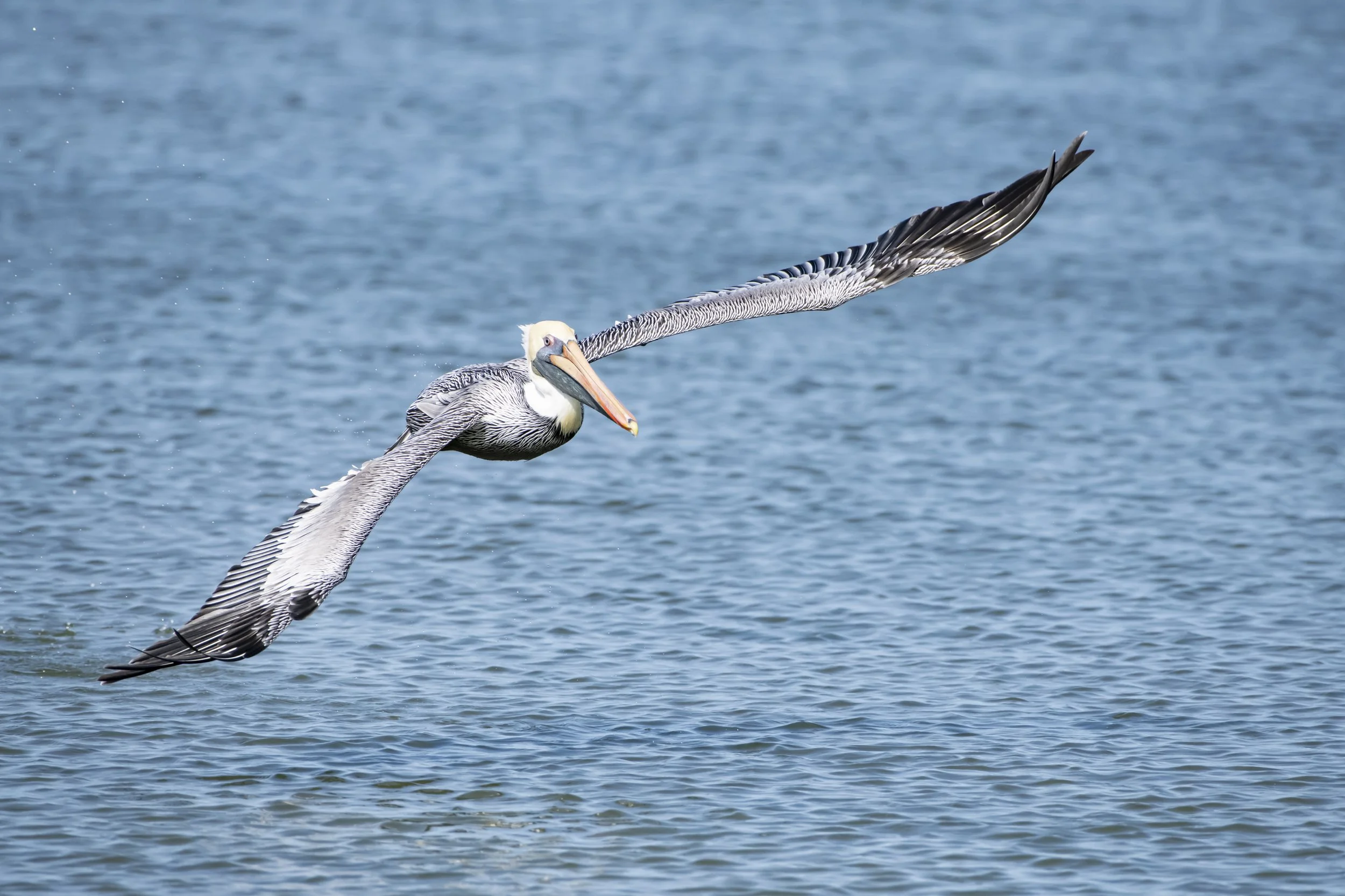 Event Calendar — ALABAMA AUDUBON