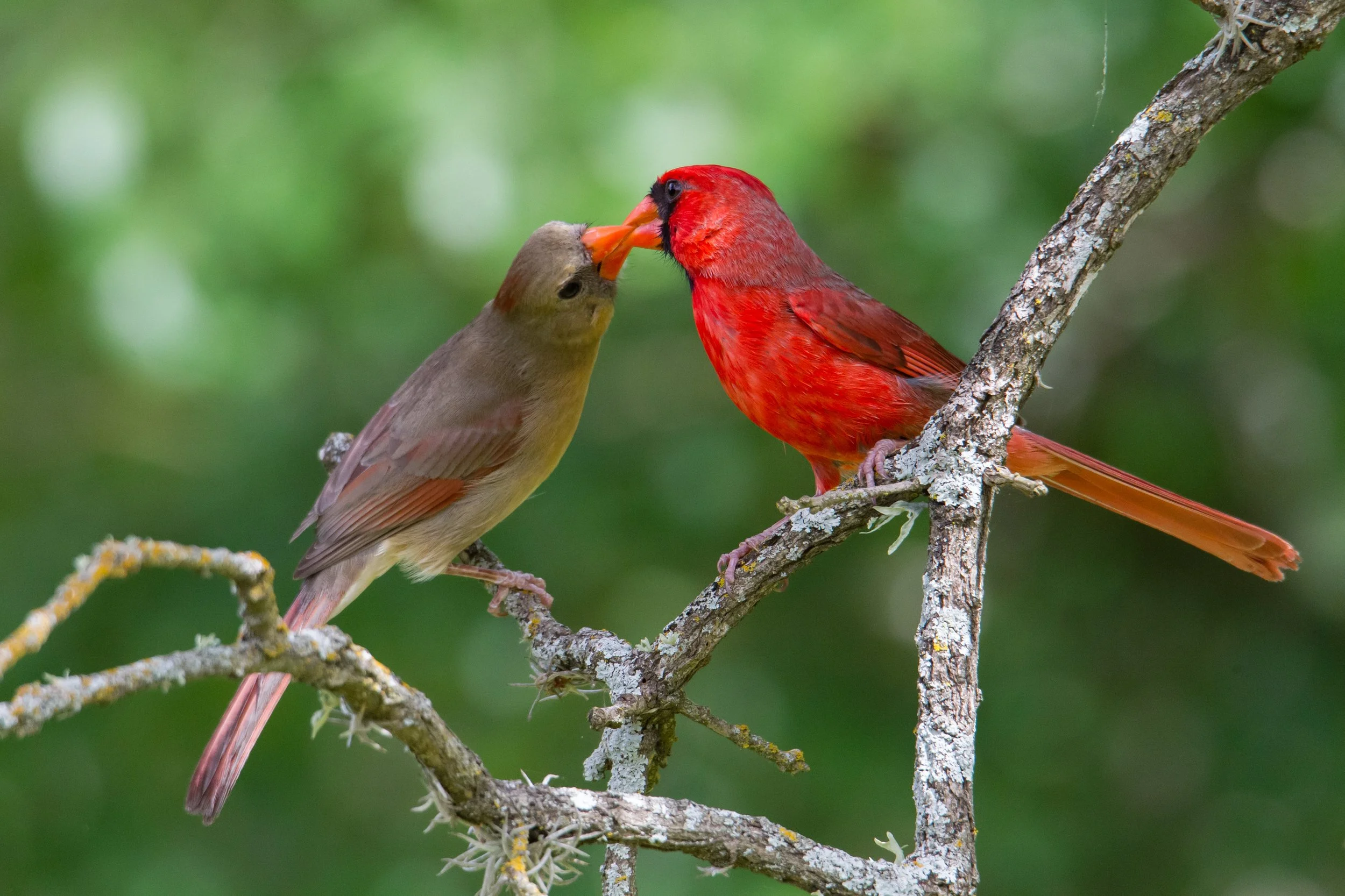 Event Calendar — ALABAMA AUDUBON