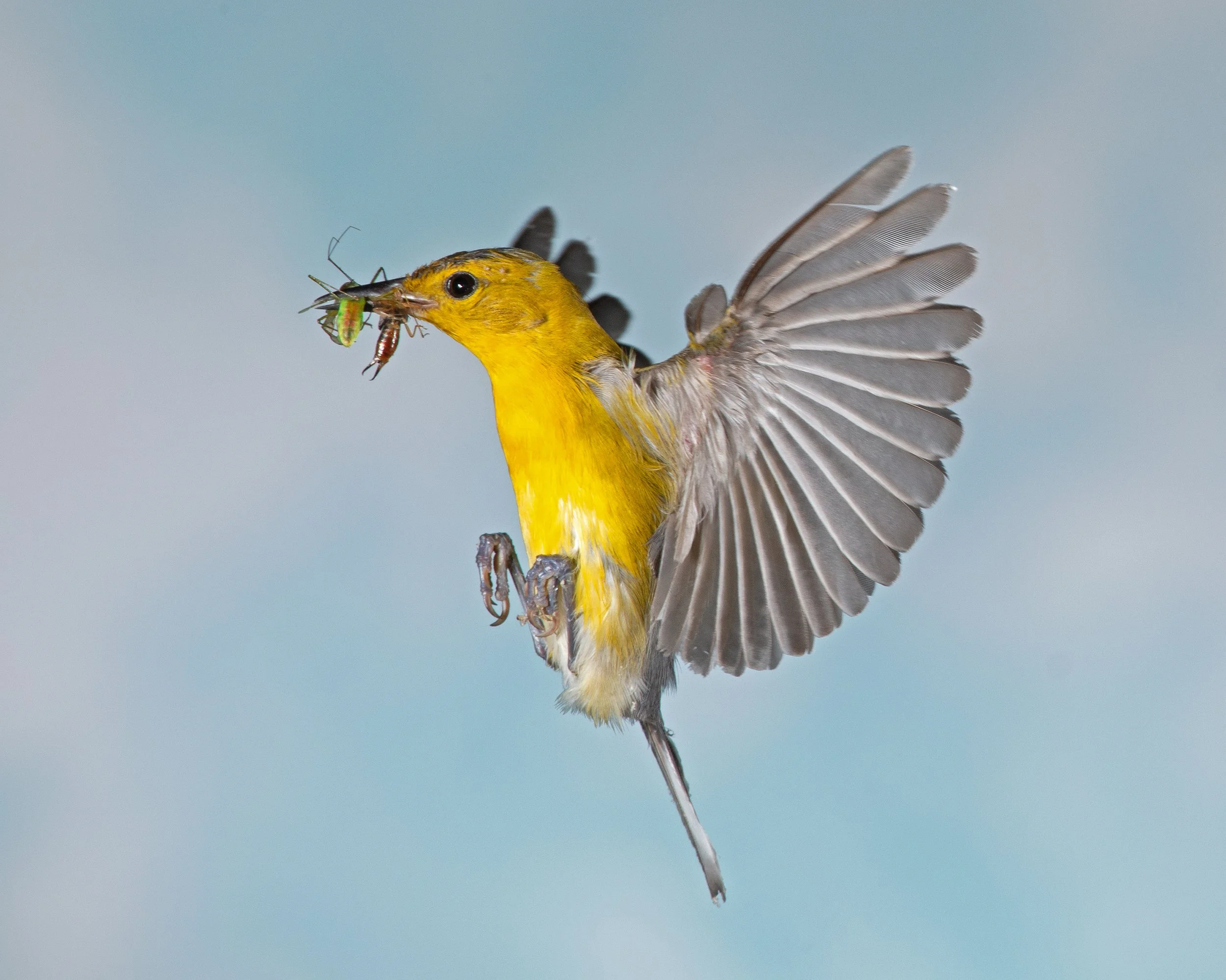 Event Calendar — ALABAMA AUDUBON