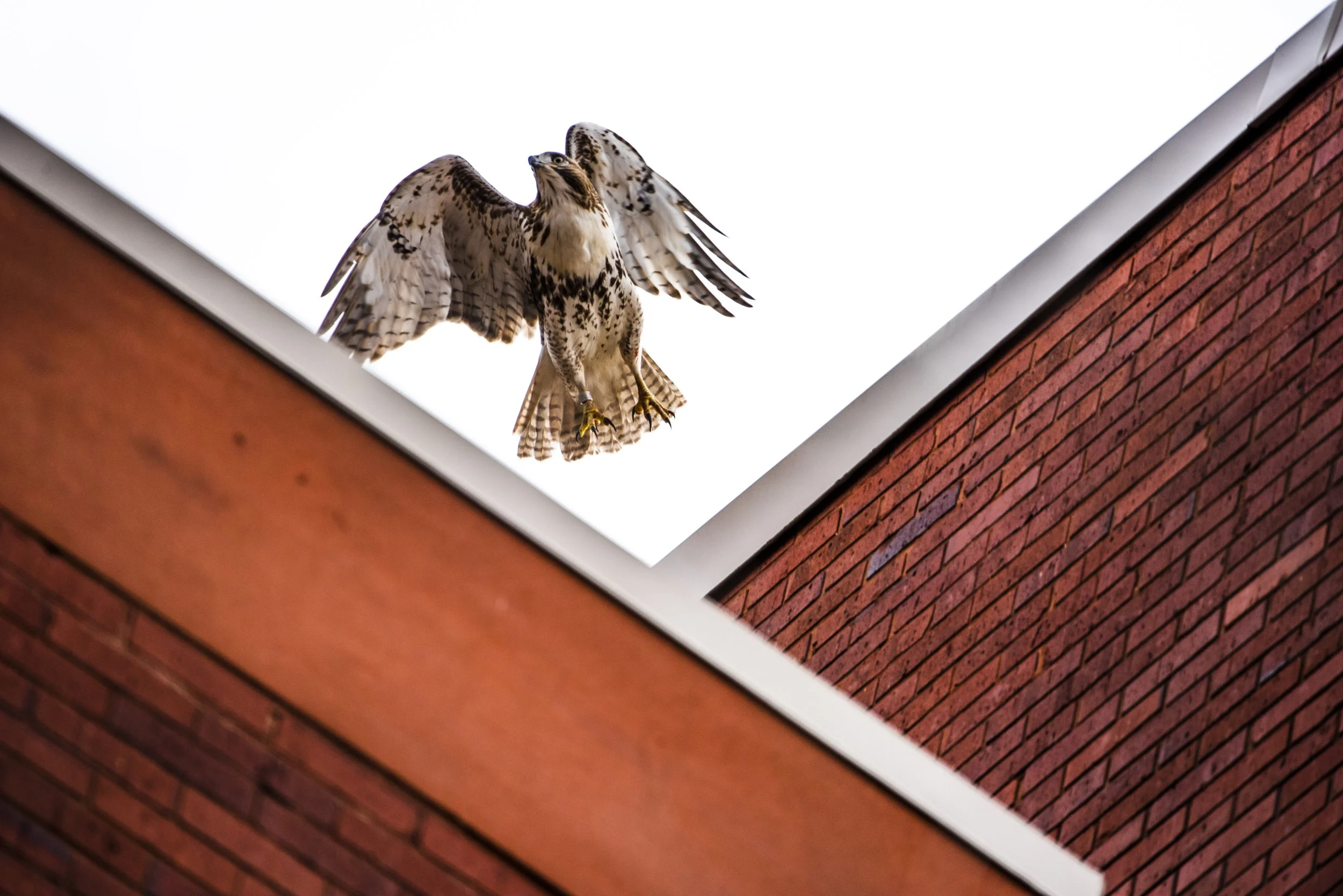 Event Calendar — ALABAMA AUDUBON