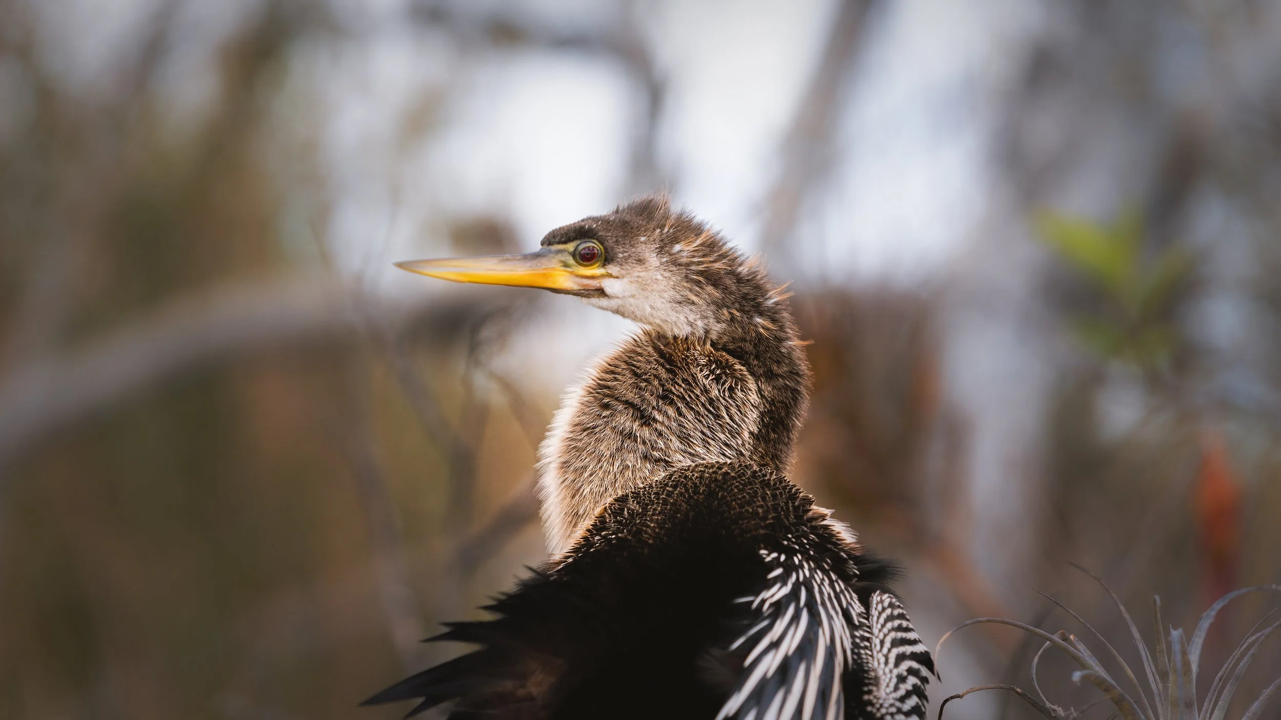 Event Calendar — ALABAMA AUDUBON