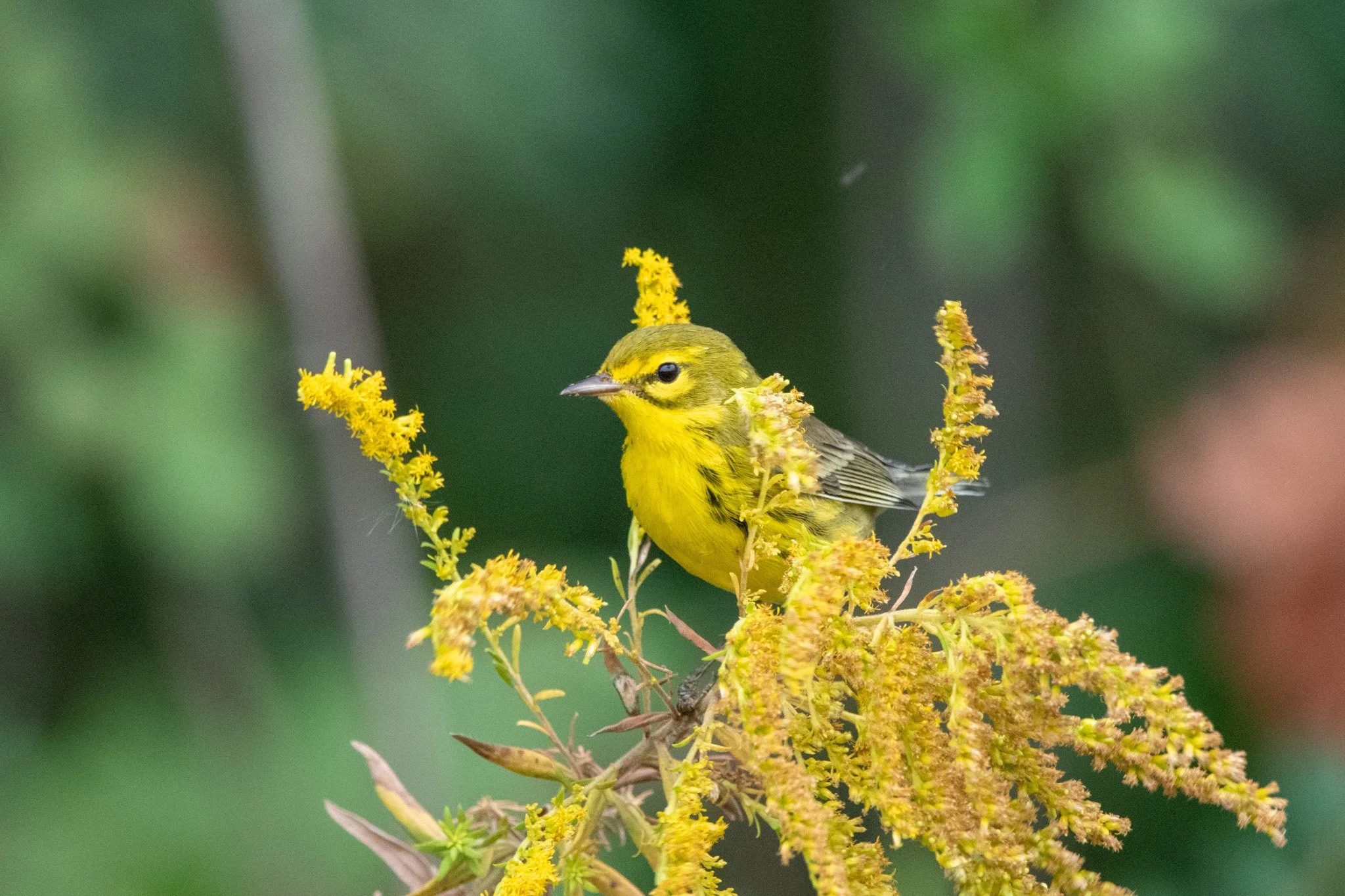 Event Calendar — ALABAMA AUDUBON