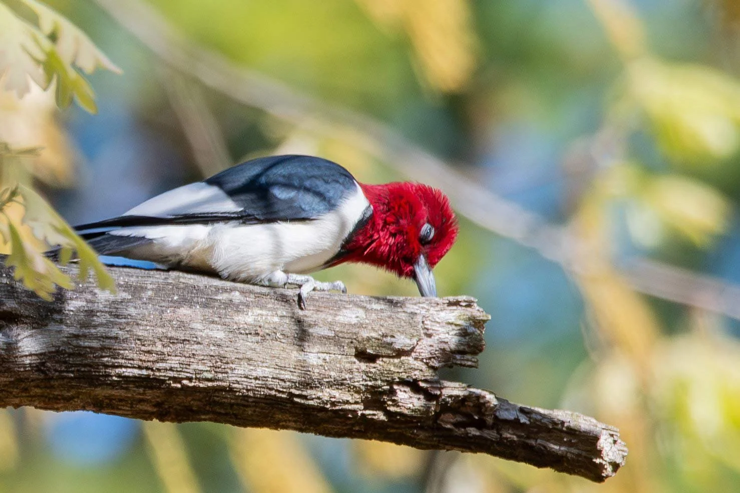 Event Calendar — ALABAMA AUDUBON