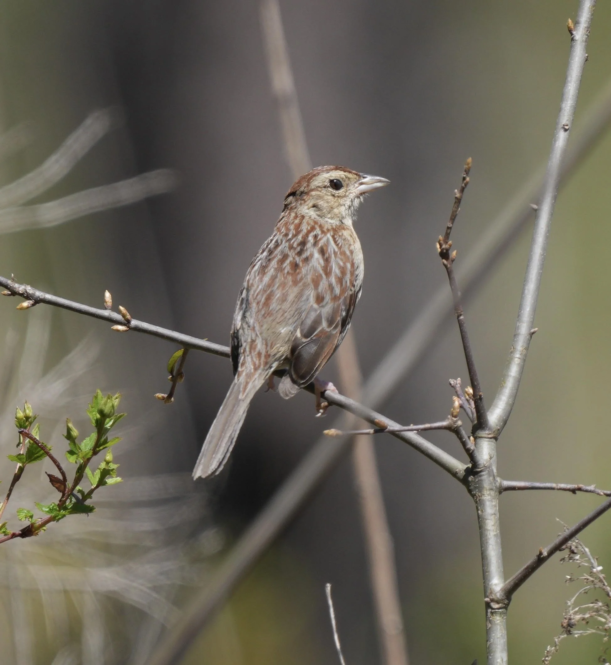 Event Calendar — ALABAMA AUDUBON