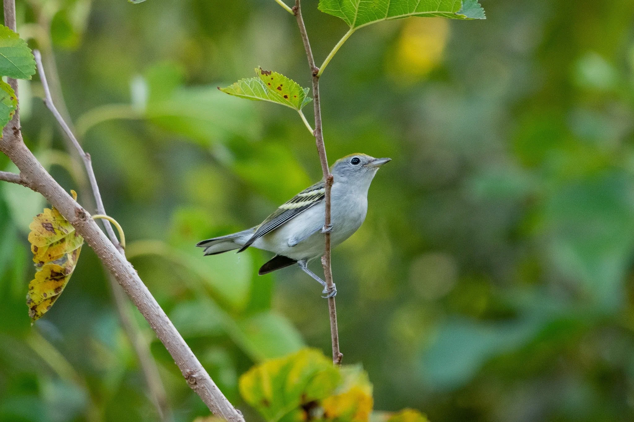 Event Calendar — ALABAMA AUDUBON