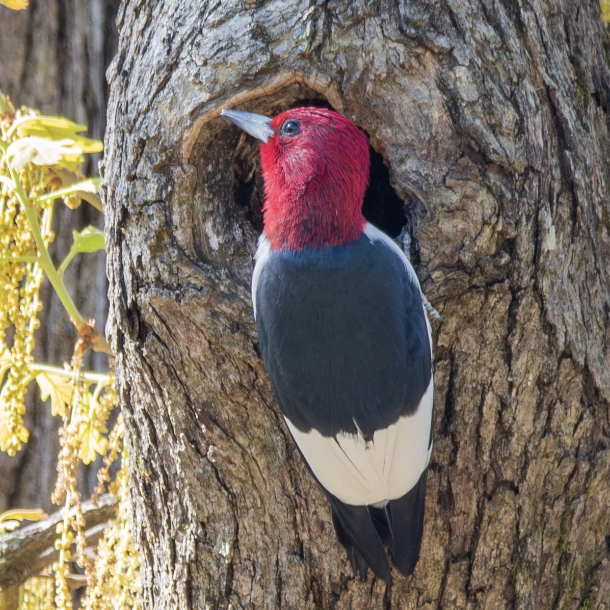 Beginner Birding with Scot // Hayes Nature Preserve (Free) — ALABAMA ...