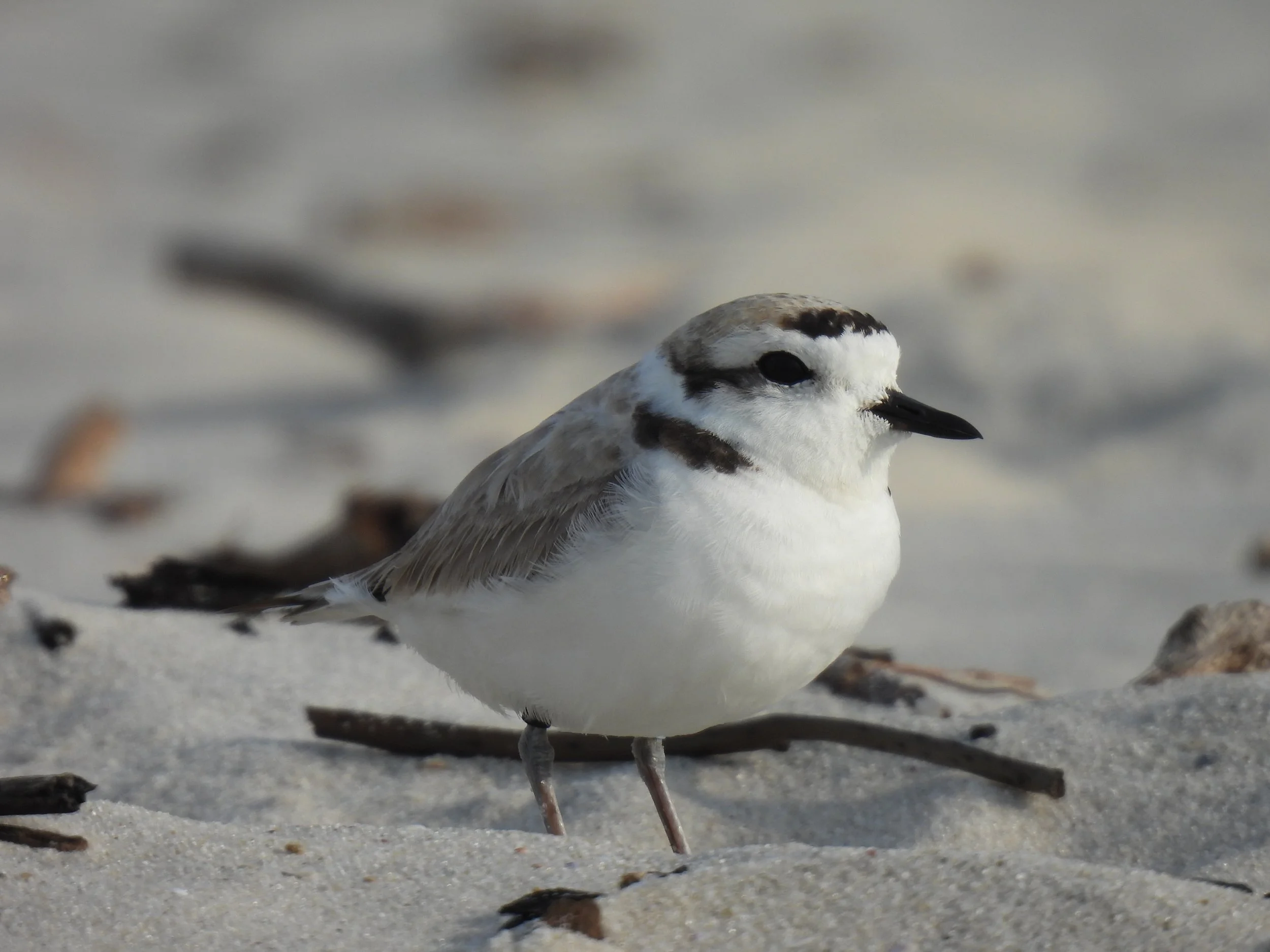 ALABAMA AUDUBON | Explore Birds Today – Join Us Now