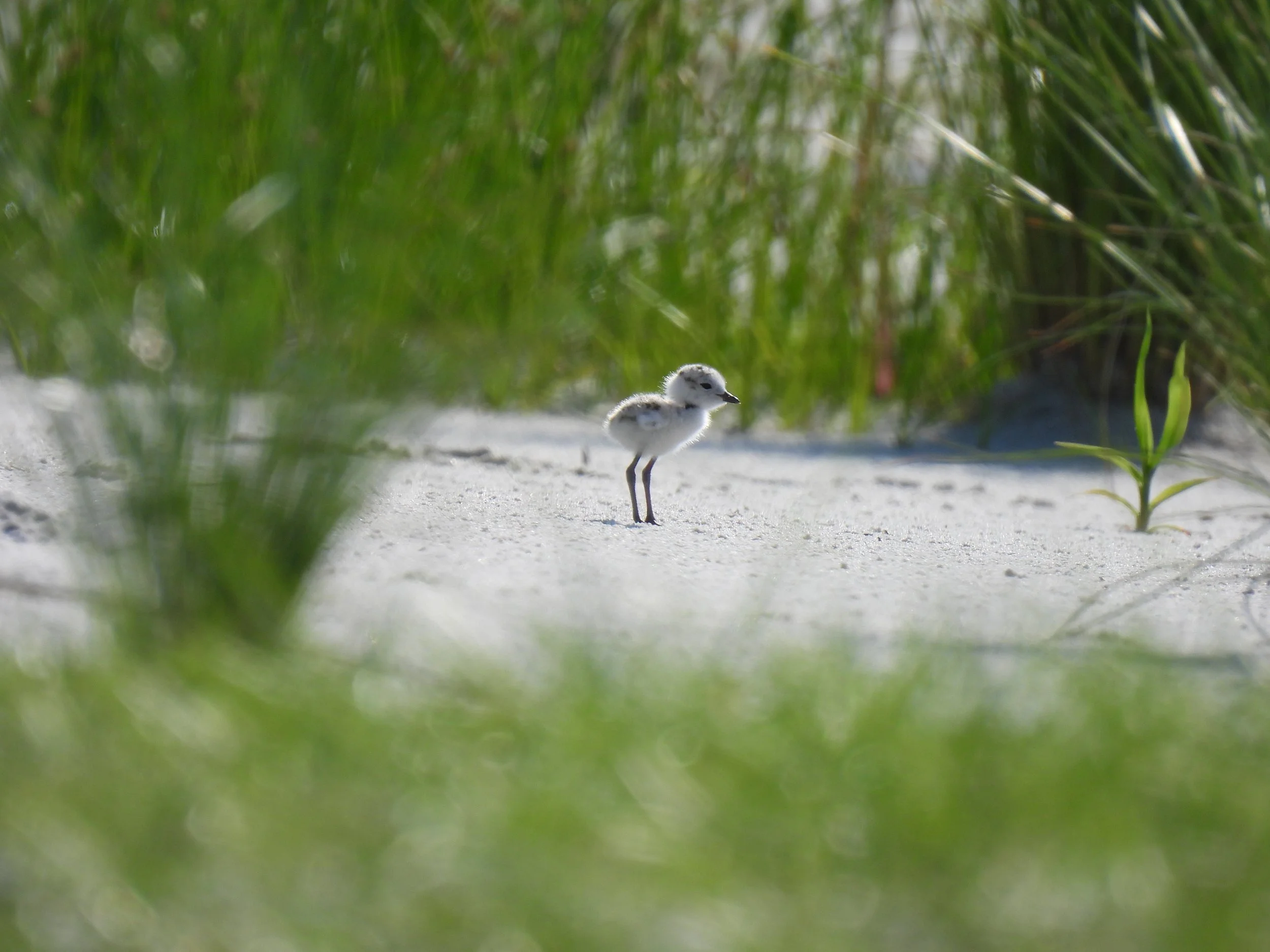 ABOUT US | Join Conservation Efforts Today — ALABAMA AUDUBON