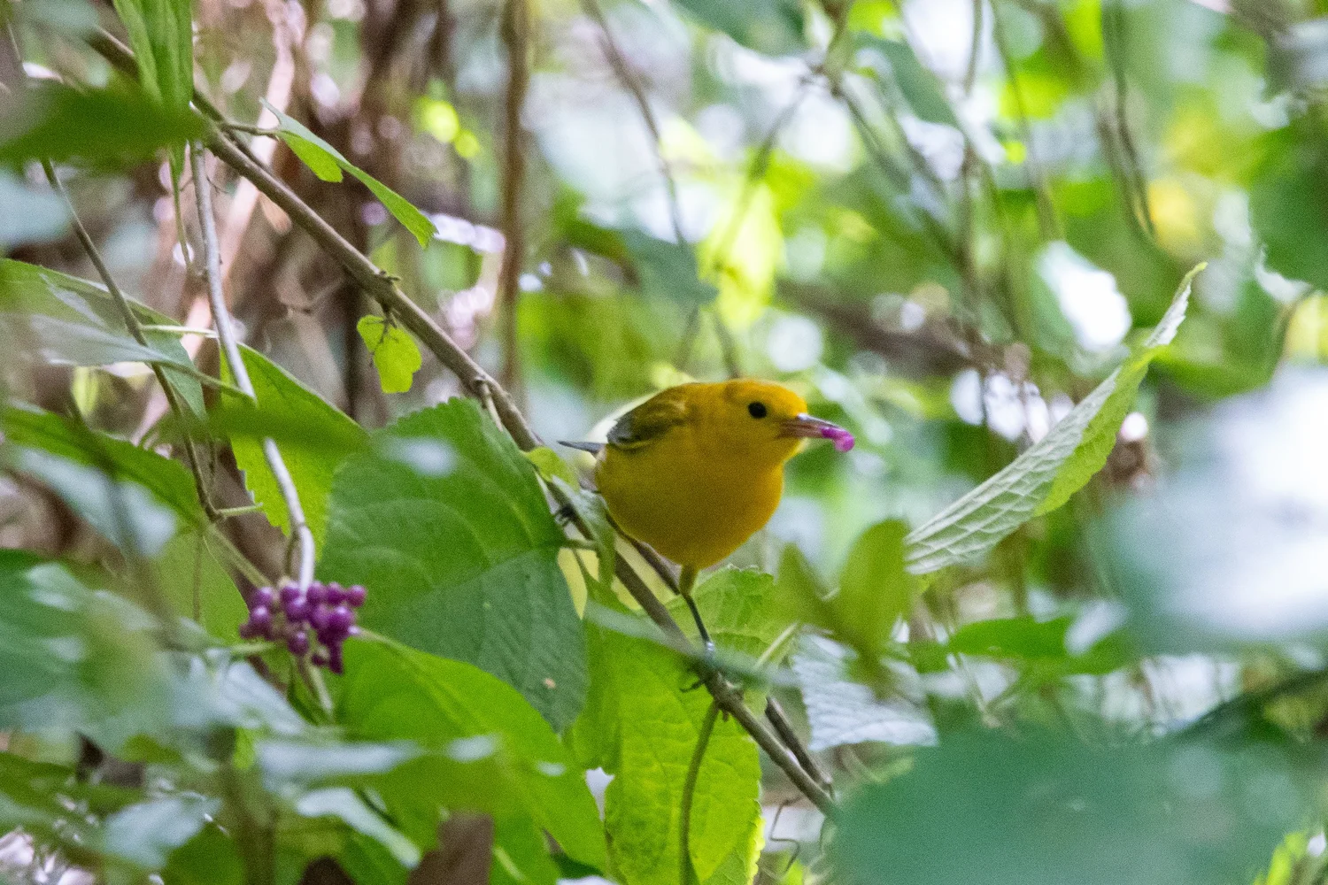 Native Plants — ALABAMA AUDUBON