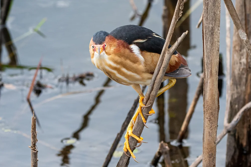 Event Calendar — ALABAMA AUDUBON