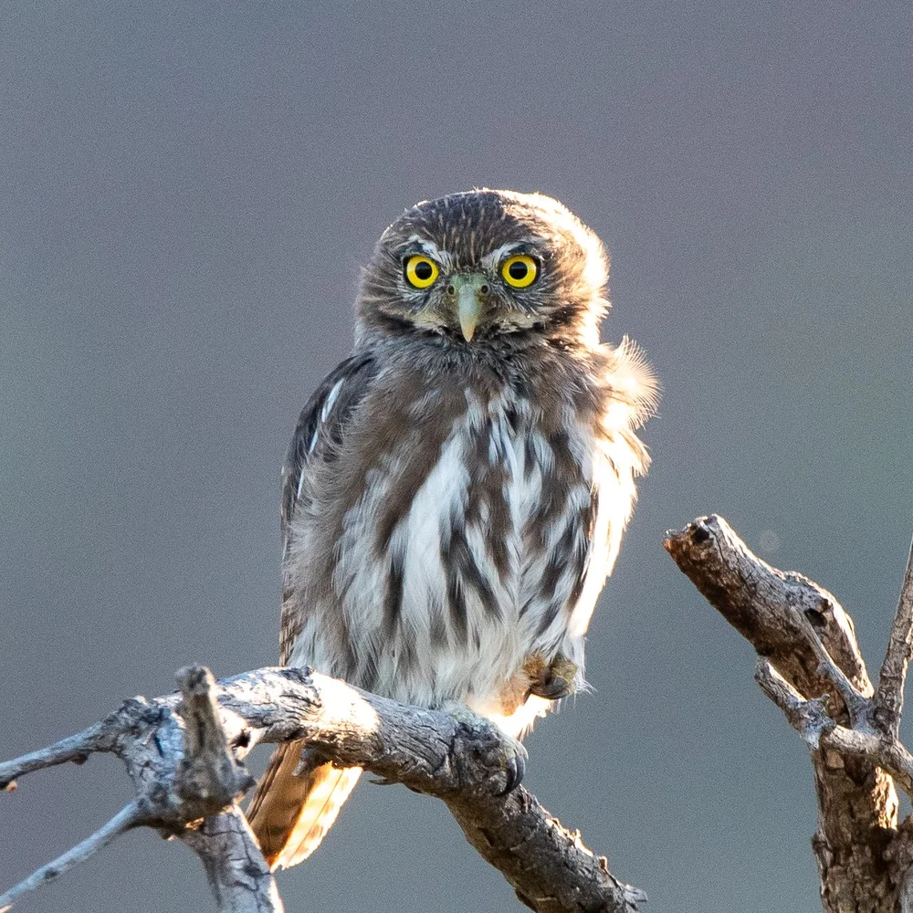 Birding the Arizona Sky Islands with Alabama Audubon — ALABAMA AUDUBON