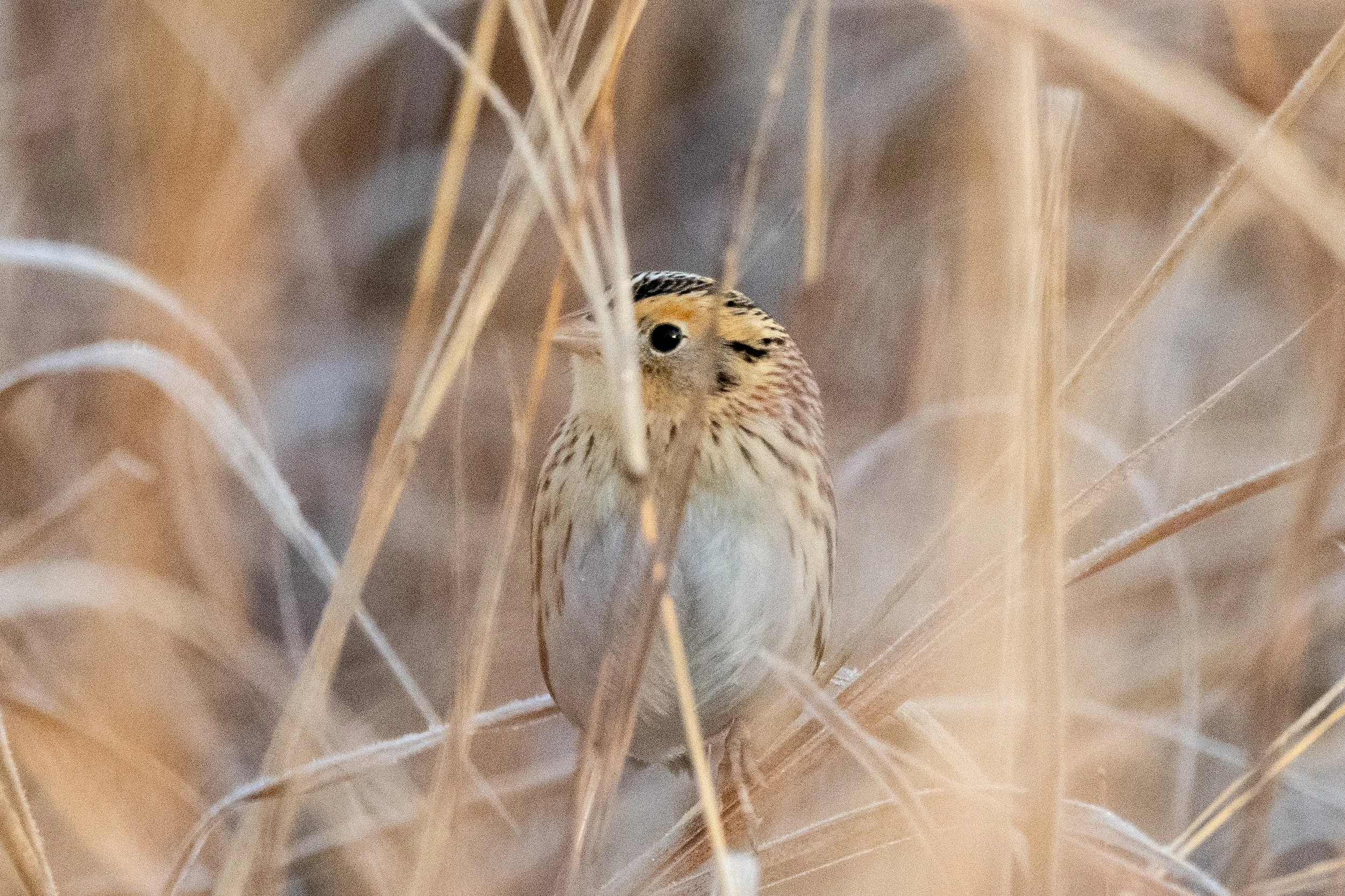 DONATE — ALABAMA AUDUBON