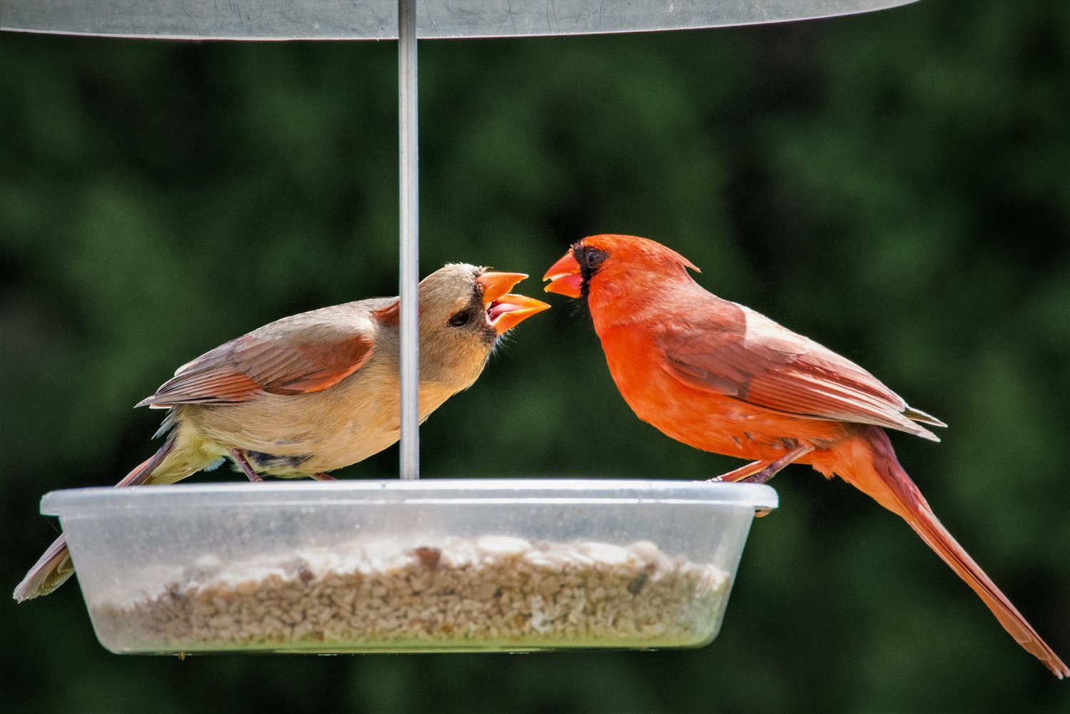 WHAT WE DO — ALABAMA AUDUBON