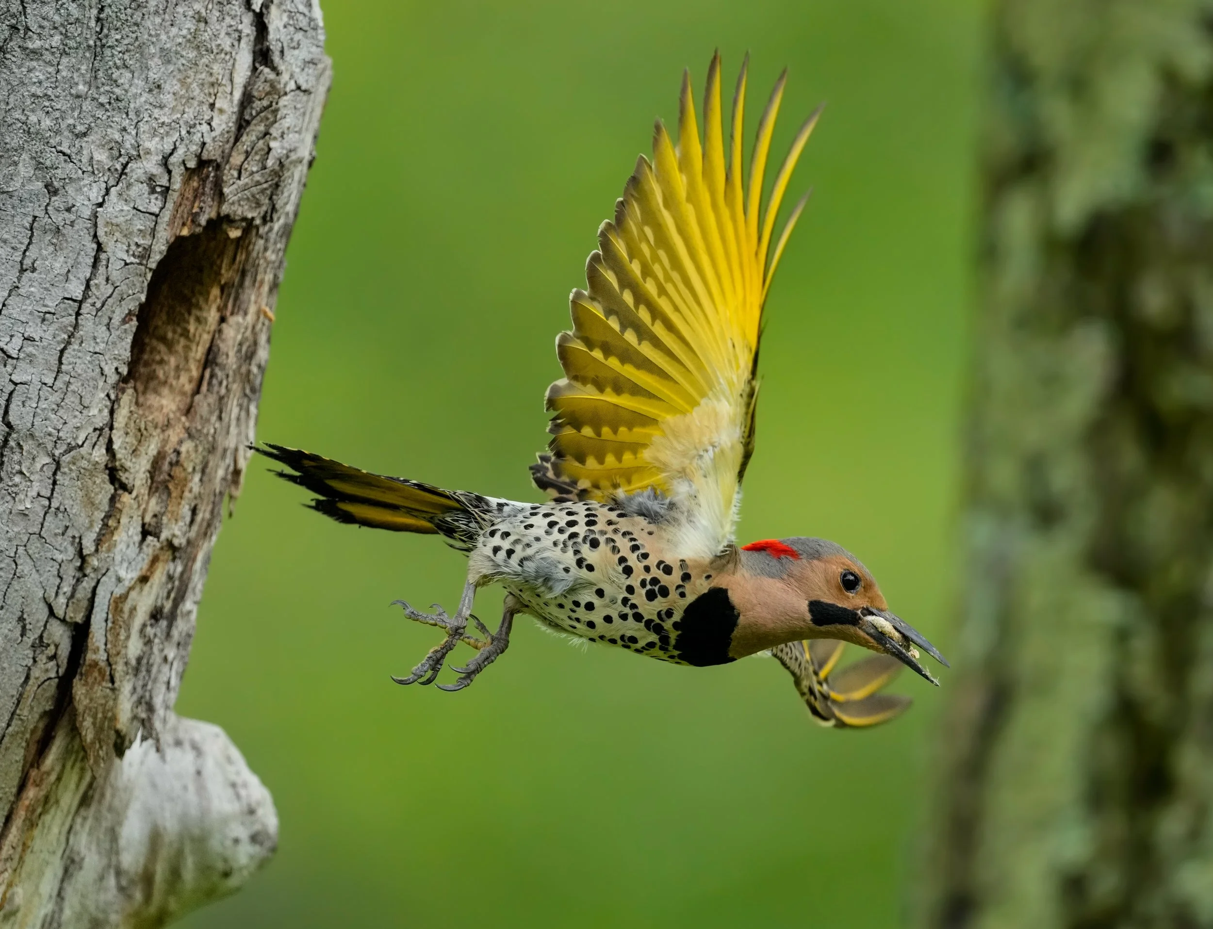 ABOUT US — ALABAMA AUDUBON