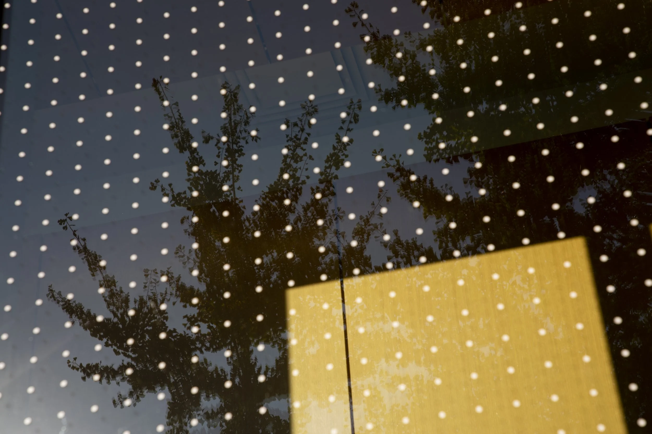 Project Safe Flight — ALABAMA AUDUBON