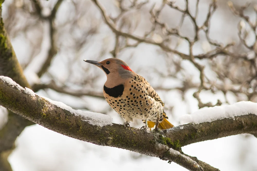 ABOUT US — ALABAMA AUDUBON