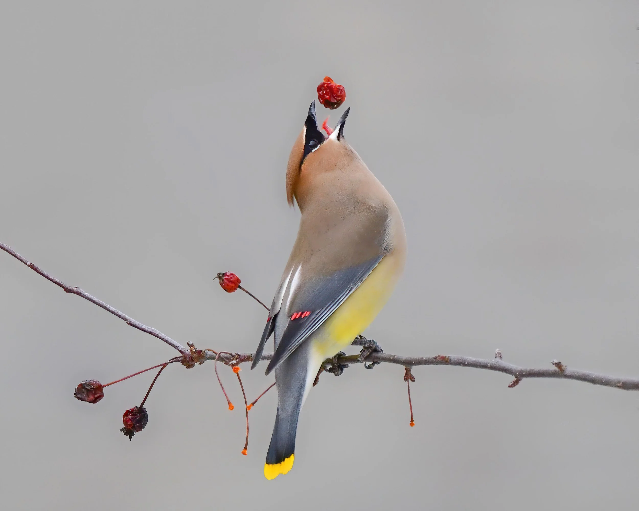 ALABAMA AUDUBON