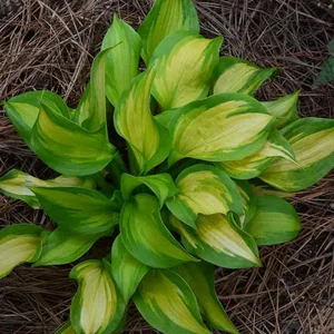 Hosta 'Lakeside Banana Bay' — WRAL Gardens