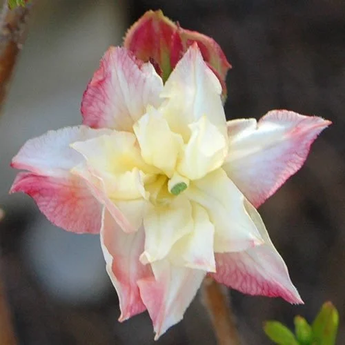 Cannon's Double — WRAL Gardens