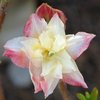Cannon's Double — WRAL Gardens