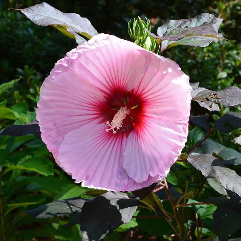 Hibiscus Starry Starry Night — WRAL Gardens