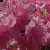 Pink Ruffles — WRAL Gardens