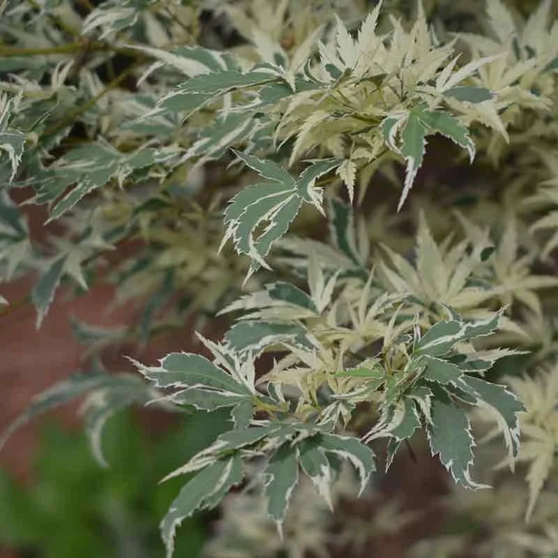 Butterfly Japanese Maple — WRAL Gardens