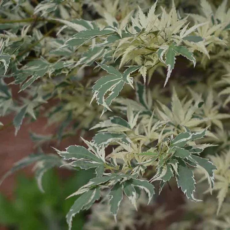 Butterfly Japanese Maple — WRAL Gardens