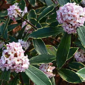 Variegated Winter Daphne — WRAL Gardens
