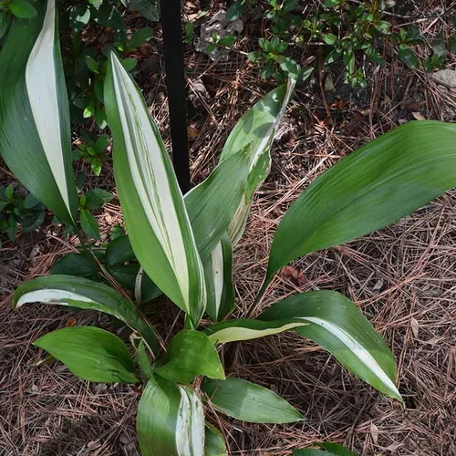 Variegated Cast Iron Plant — WRAL Gardens