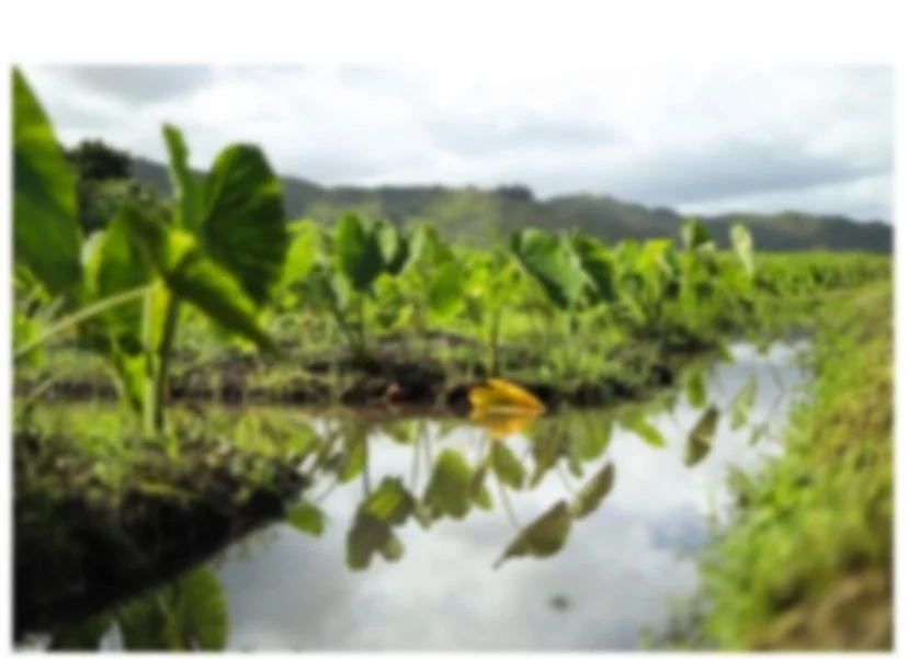 Services — CARE Hawaii, Inc.