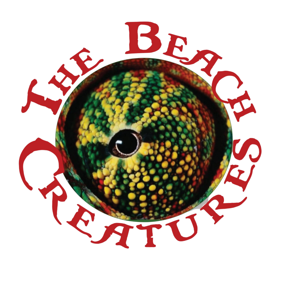 The Beach Creatures