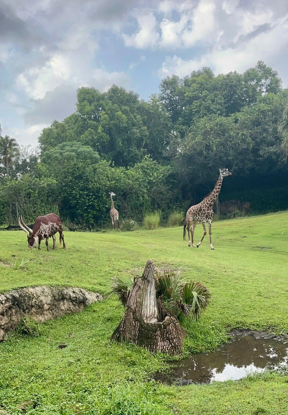 I Savored the Savanna! — Wishes Family Travel