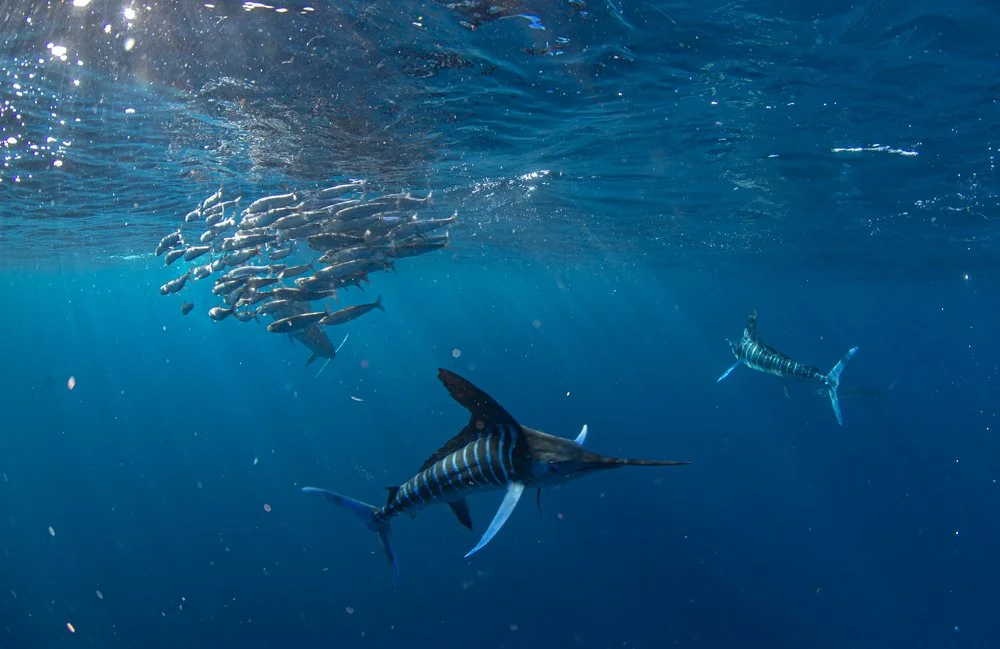 MAGBAY EXPEDITION, explore Isla Magdalena — Nautilus Divetech