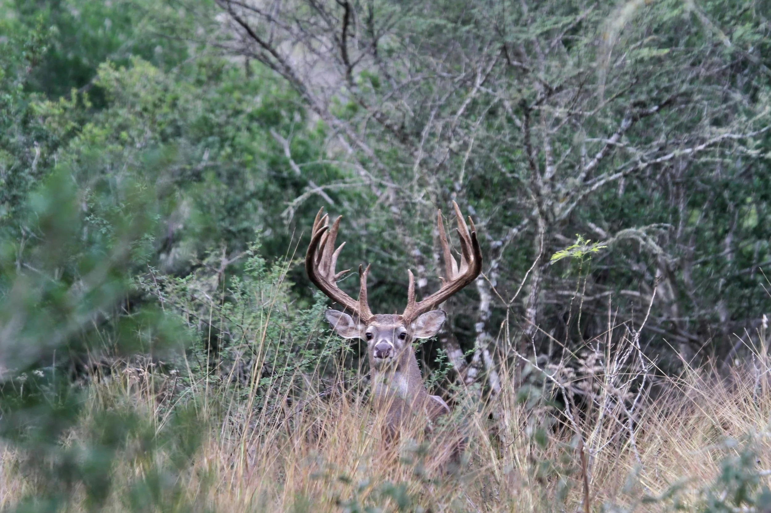 The Palmera Ranch | Pure South Texas Trophy Whitetail Hunting & Lodge